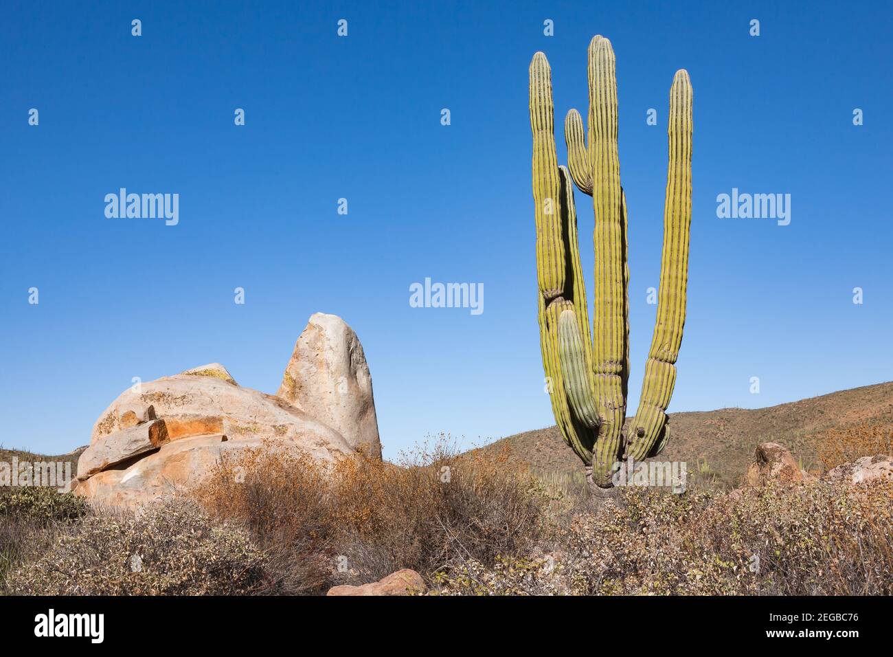Elephant cactus hi-res stock photography and images - Alamy