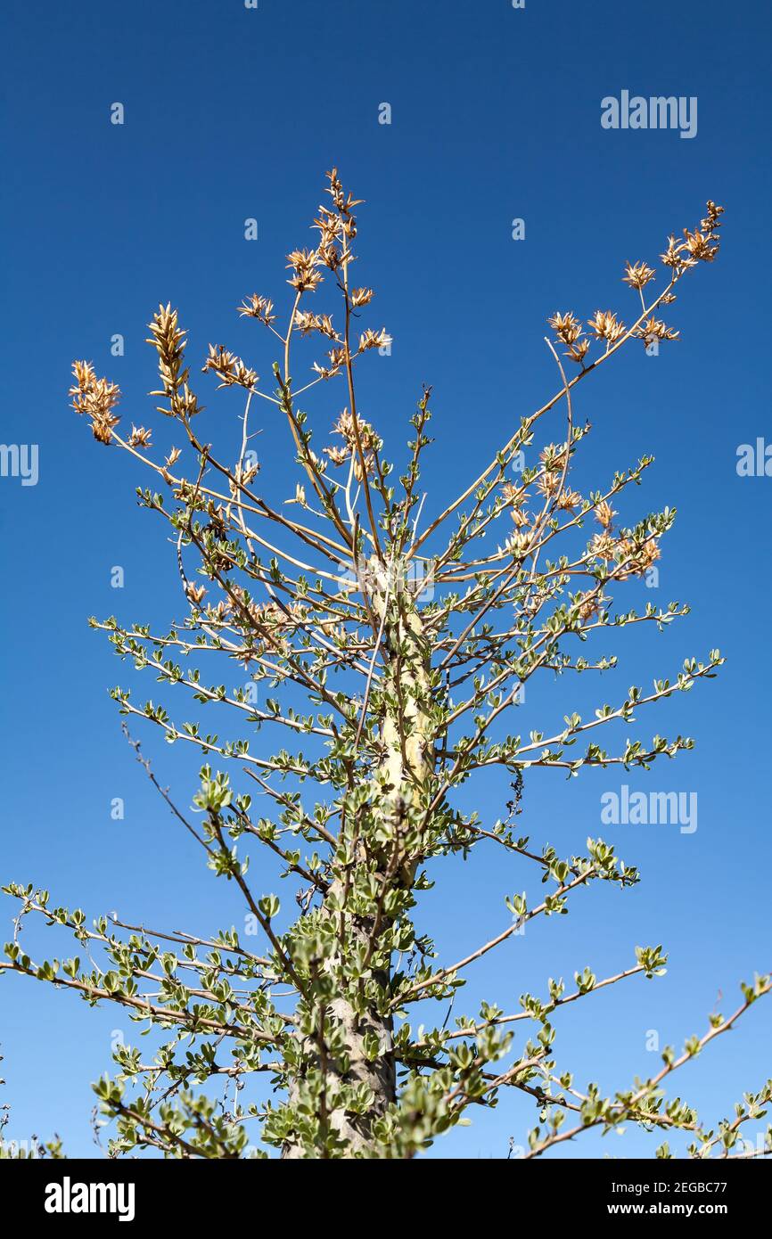 Flowering top of a boojum tree or cirio fouquieria columnaris in Baja ...