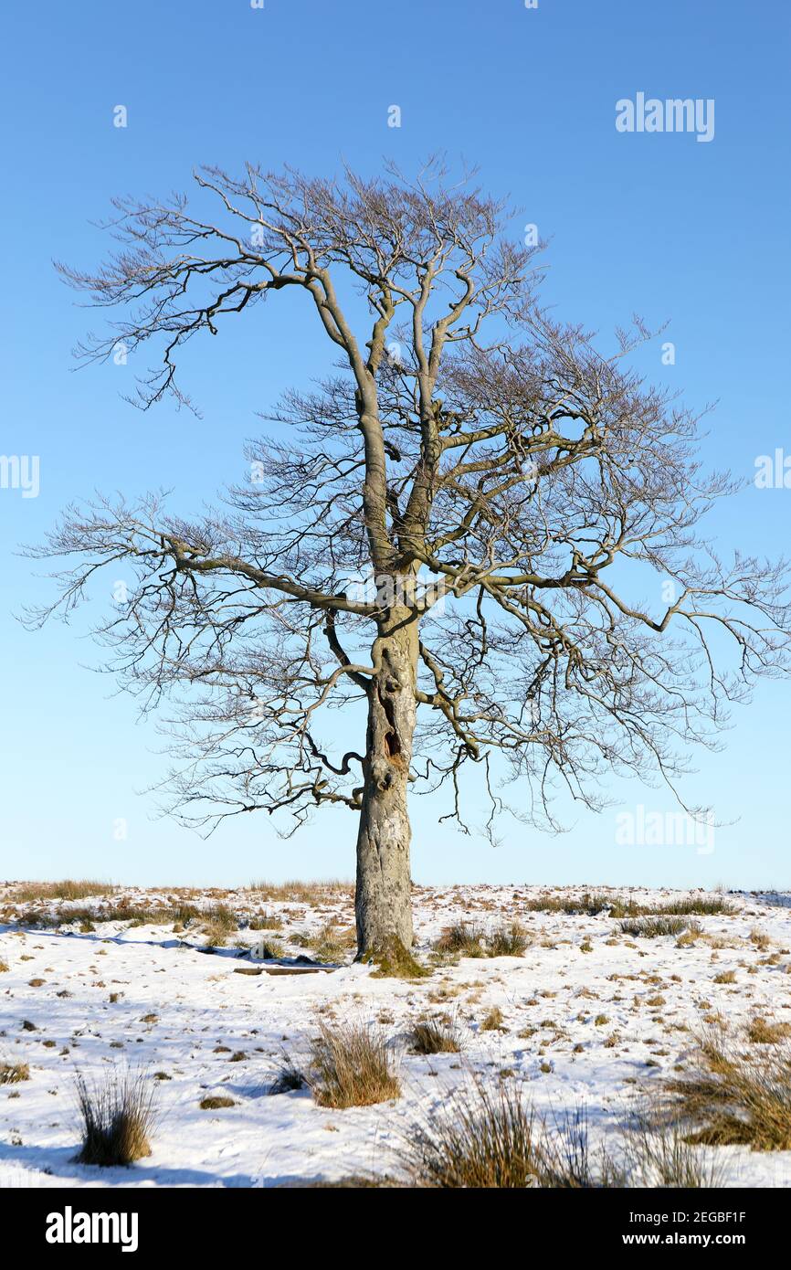 British winter scene hi-res stock photography and images - Alamy