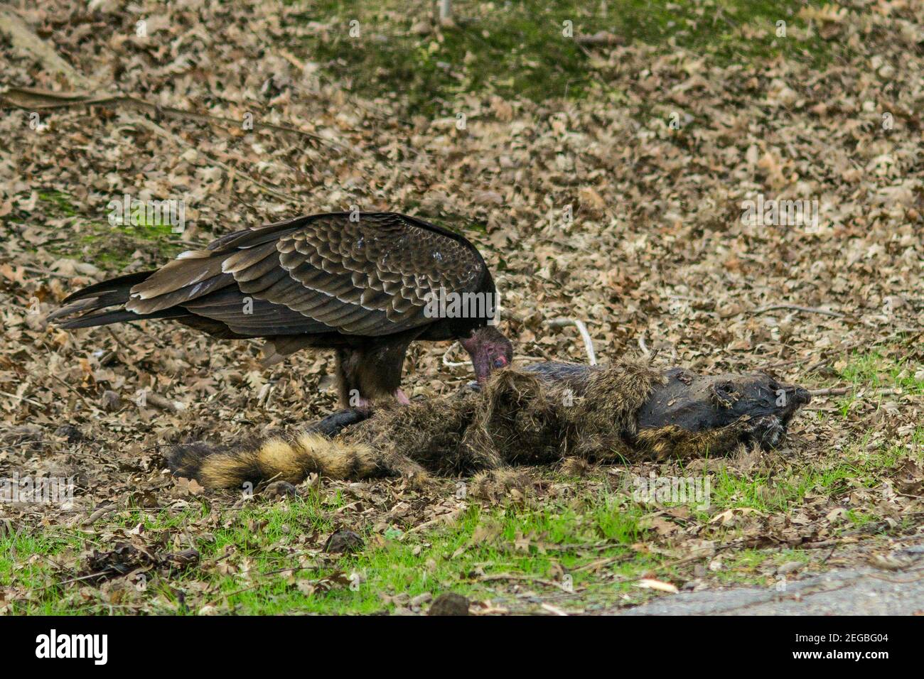 Raccoon carcass hi-res stock photography and images - Alamy