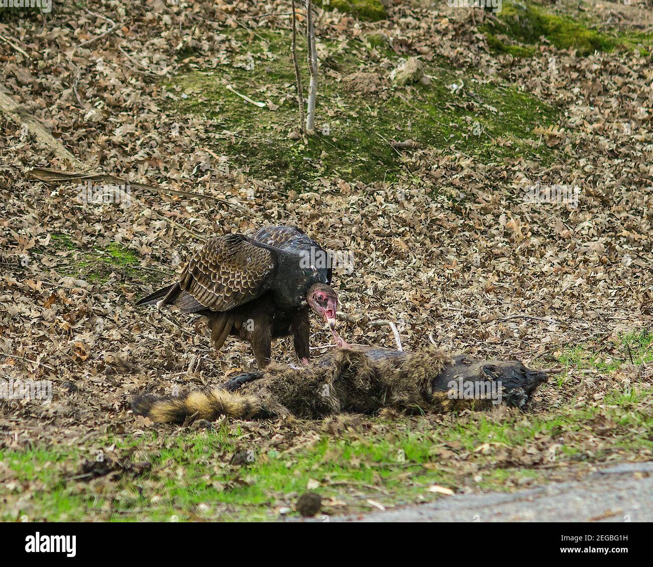 A Turkey Vulture (Cathartes aura) feeds on a Raccoon carcass at the San ...
