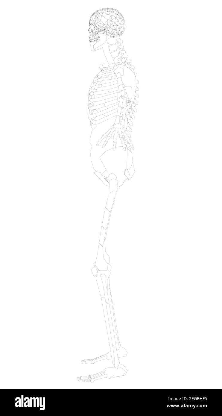 The contour of the human skeleton with raised hands. Side view. Vector ...