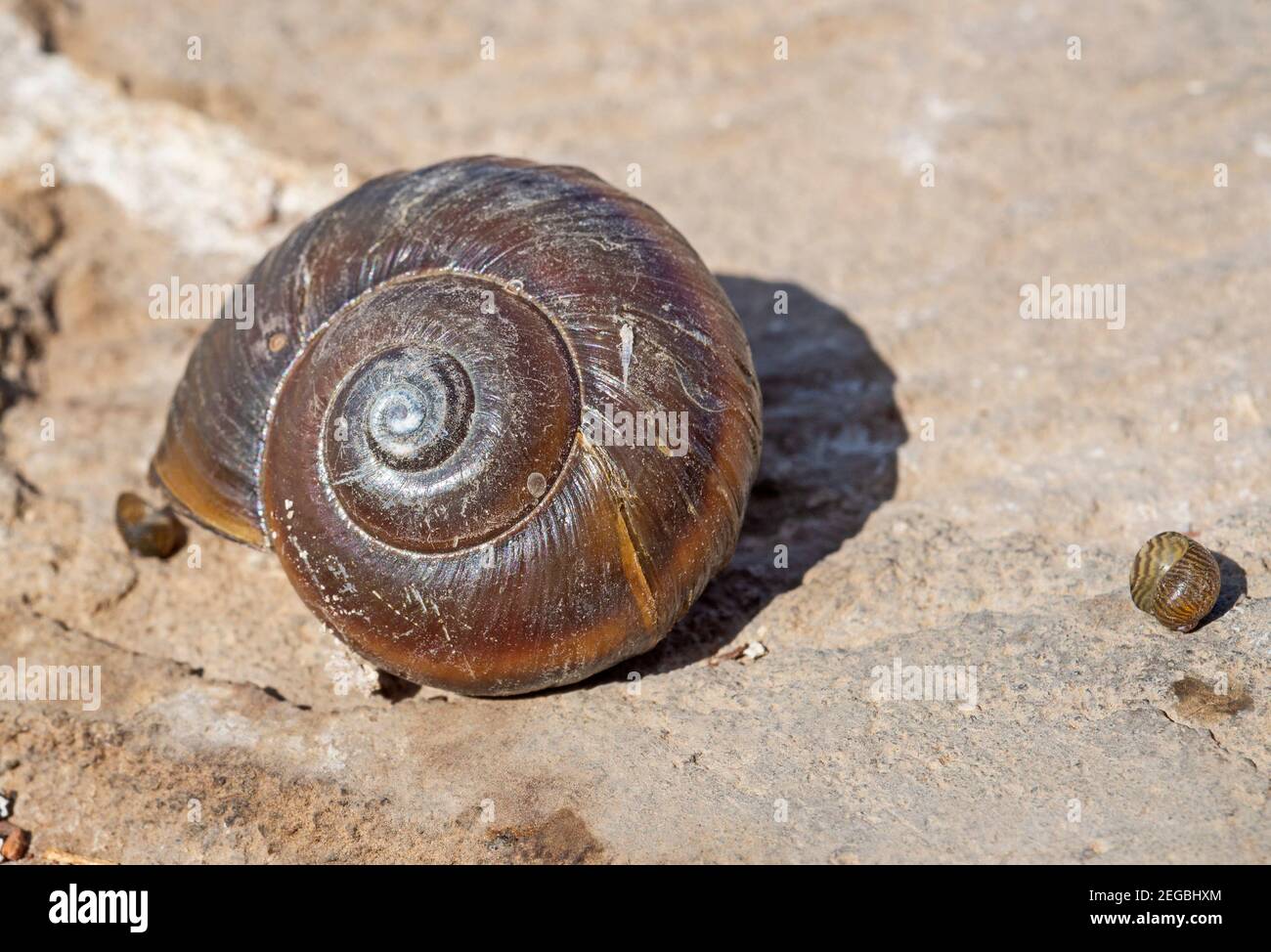 Dead snail shell hi-res stock photography and images - Alamy