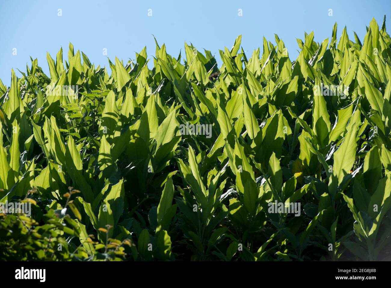 Turmeric Plant High Resolution Stock Photography and Images - Alamy