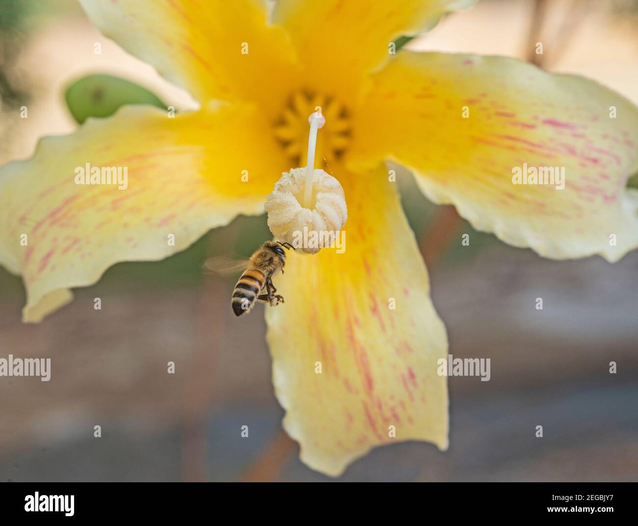 Close-up detail of a honey bee apis in flight feeding on flower of silk ...