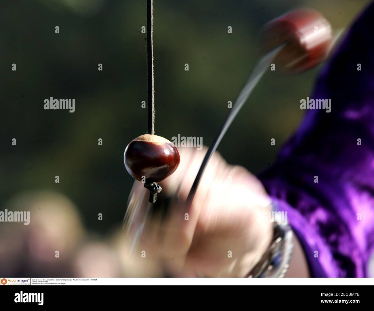 World conker championships hi-res stock photography and images - Alamy