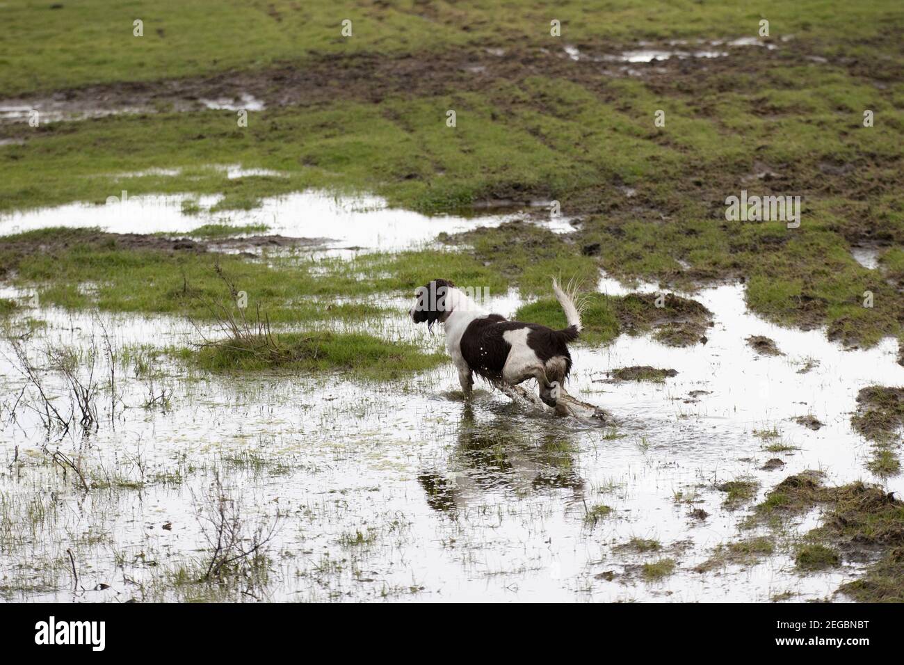 ENGLISH SPRINGER SPANIEL IN MUDDY WATER Stock Photo - Alamy