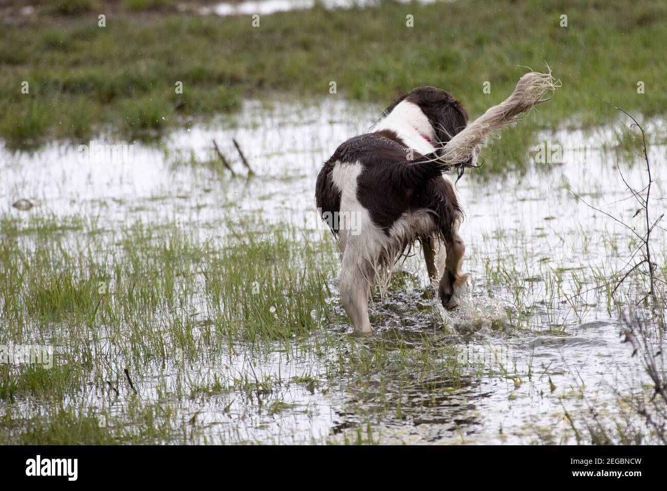 ENGLISH SPRINGER SPANIEL IN MUDDY WATER Stock Photo - Alamy