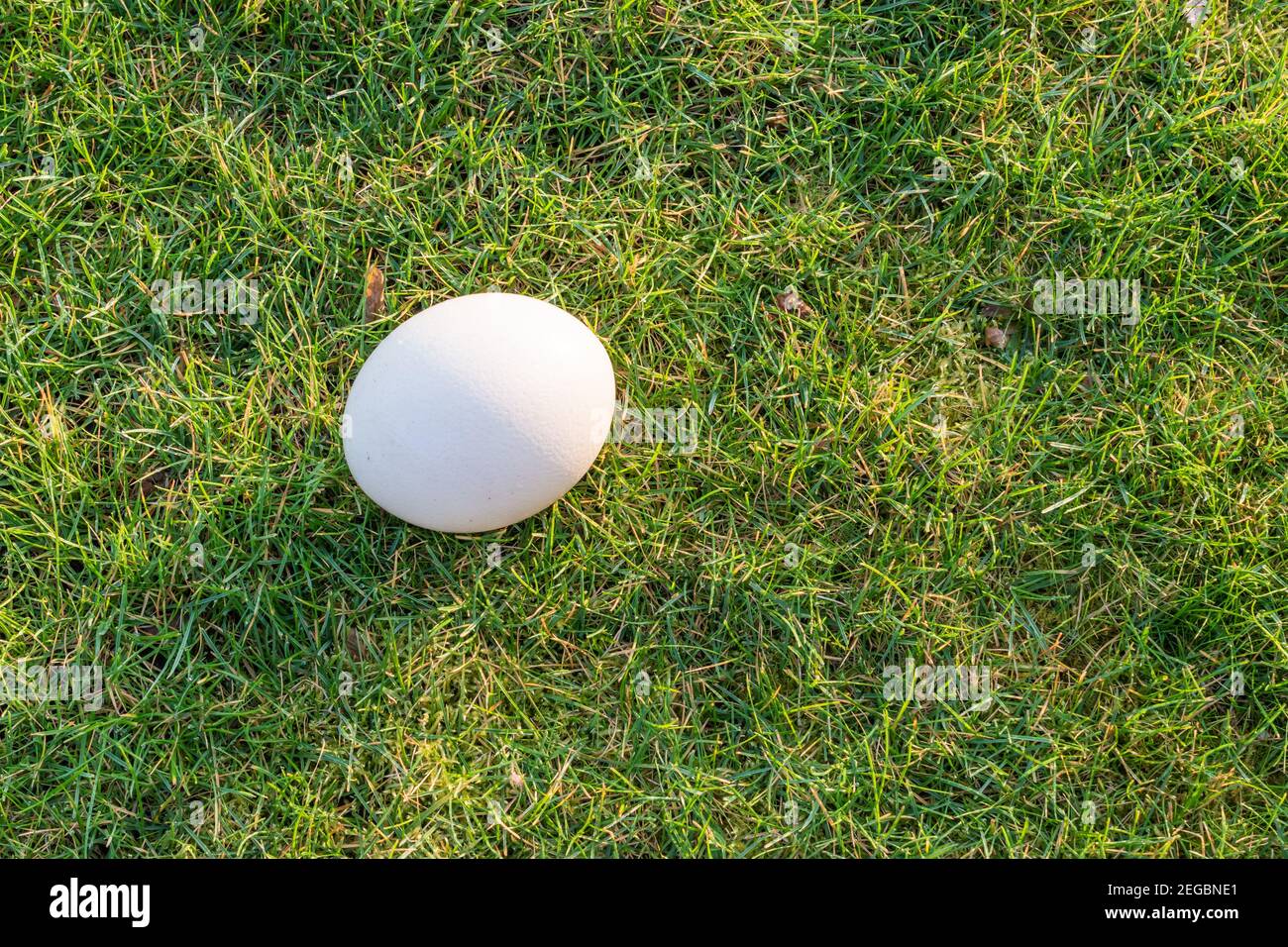 Garden egg hi-res stock photography and images - Alamy