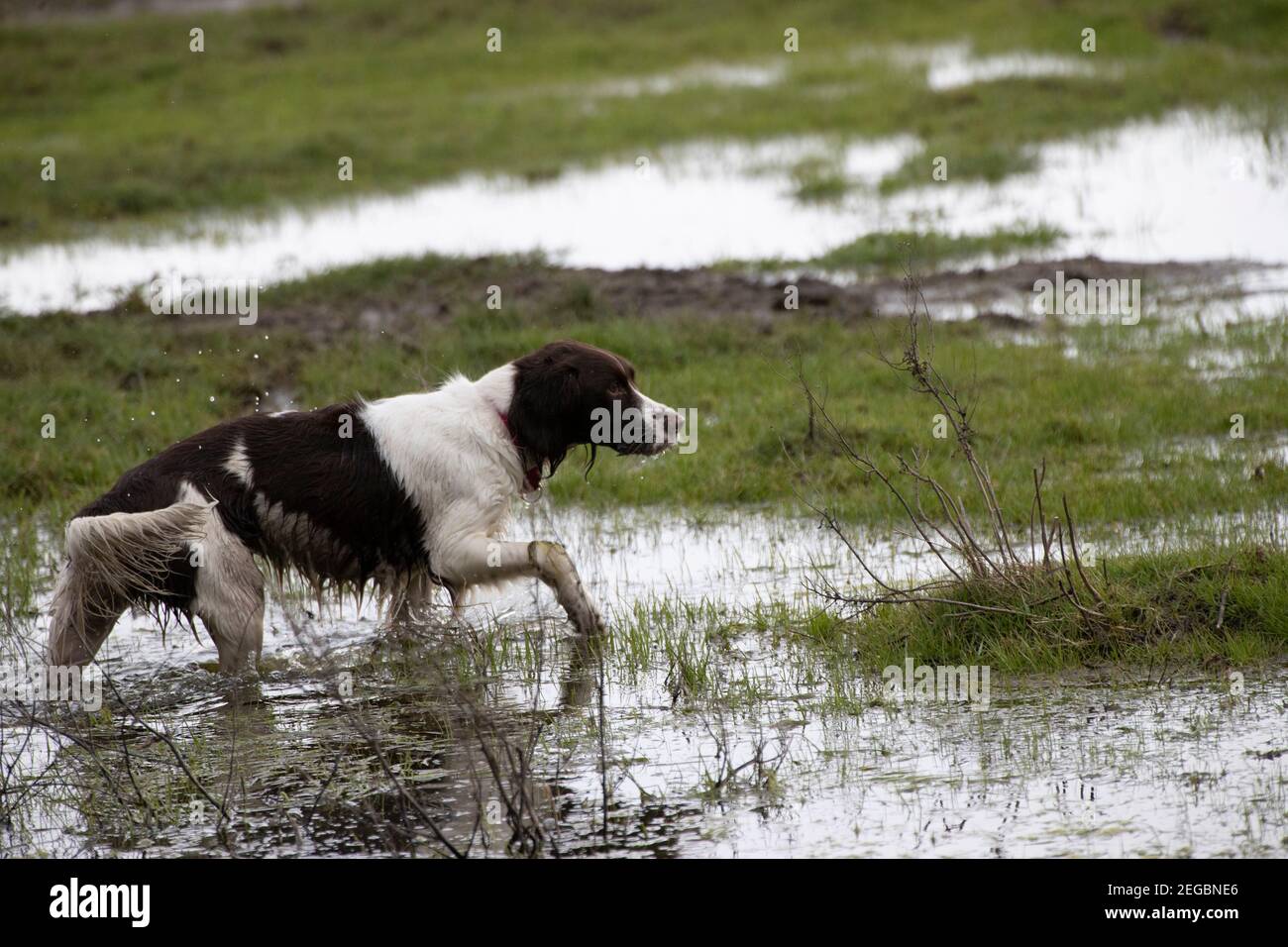ENGLISH SPRINGER SPANIEL IN MUDDY WATER Stock Photo - Alamy