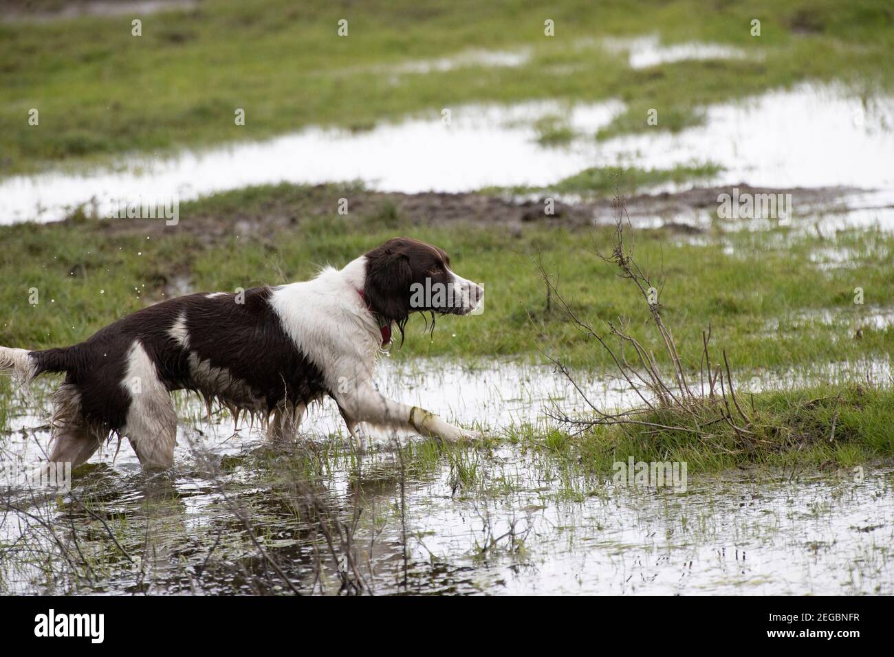 Spaniels in mud hi-res stock photography and images - Alamy
