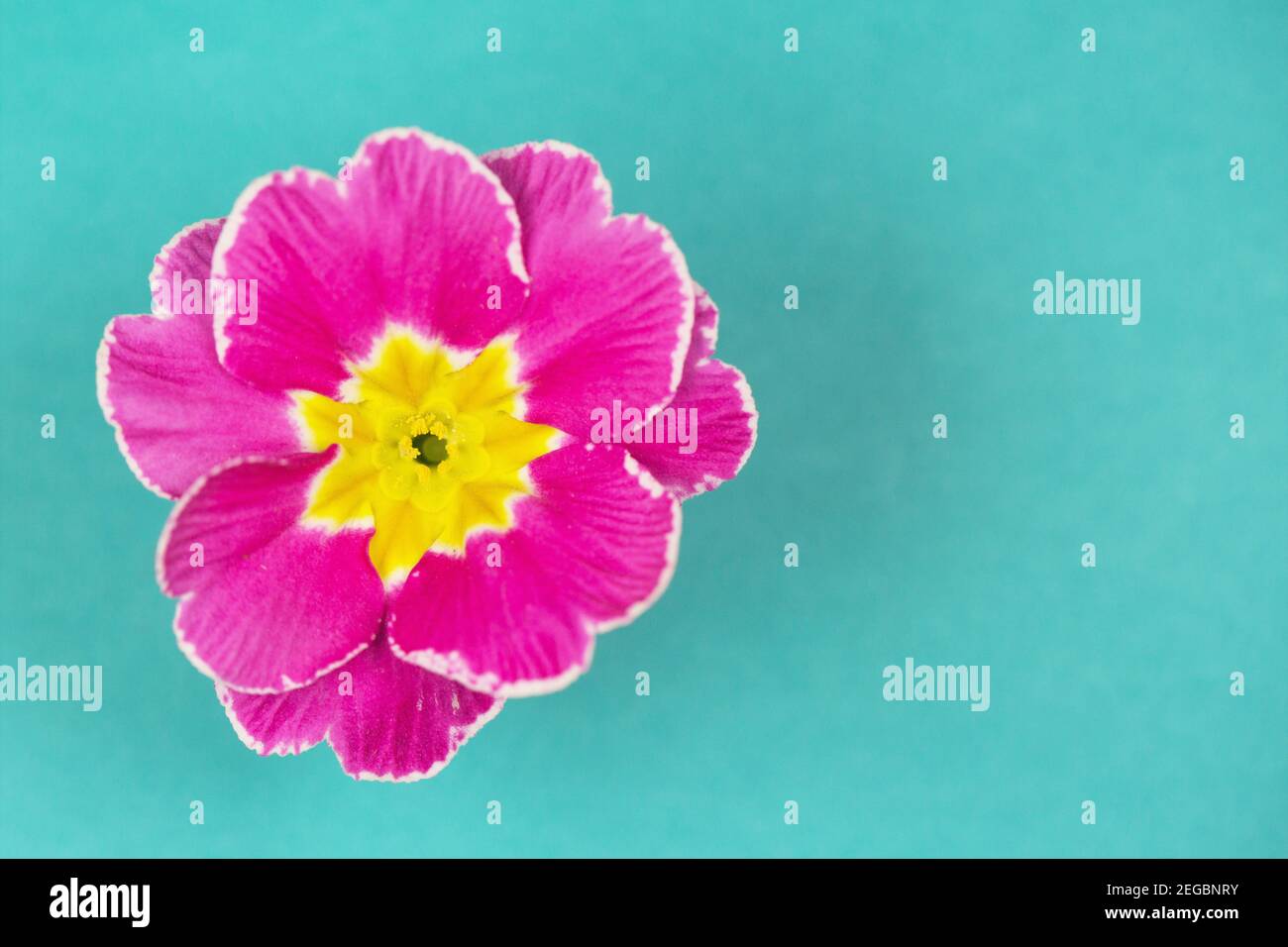 Teal colours hi-res stock photography and images - Alamy