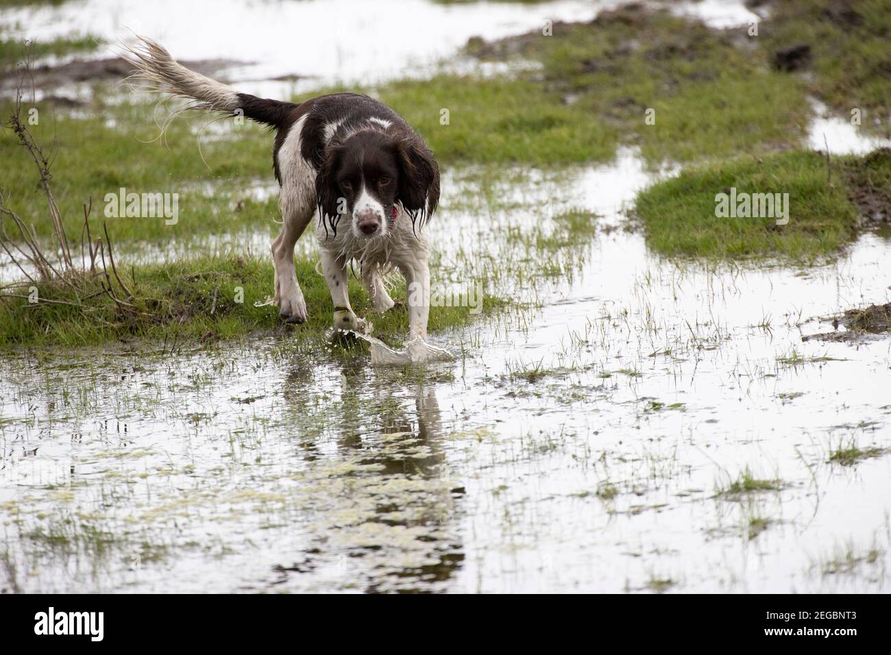 ENGLISH SPRINGER SPANIEL IN MUDDY WATER Stock Photo - Alamy