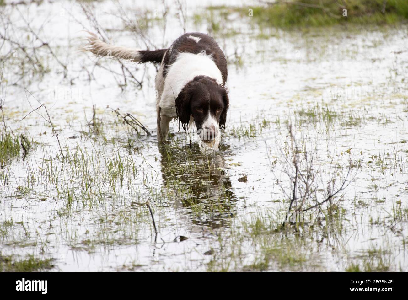 ENGLISH SPRINGER SPANIEL IN MUDDY WATER Stock Photo - Alamy
