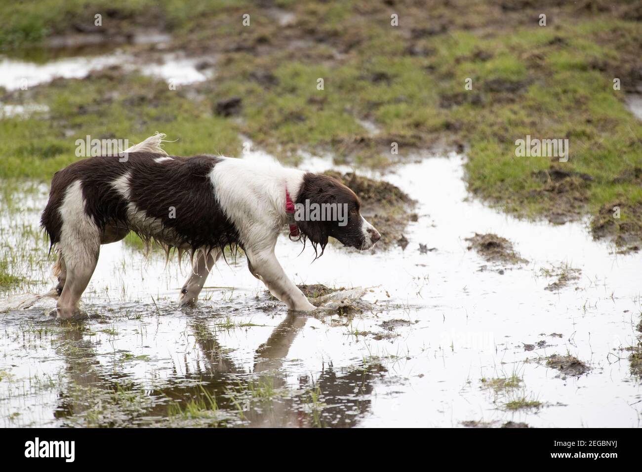 ENGLISH SPRINGER SPANIEL IN MUDDY WATER Stock Photo - Alamy