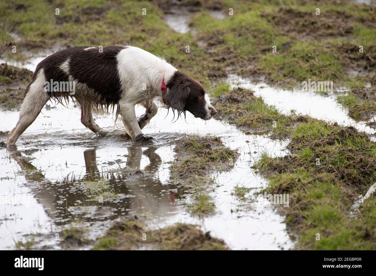 ENGLISH SPRINGER SPANIEL IN MUDDY WATER Stock Photo - Alamy