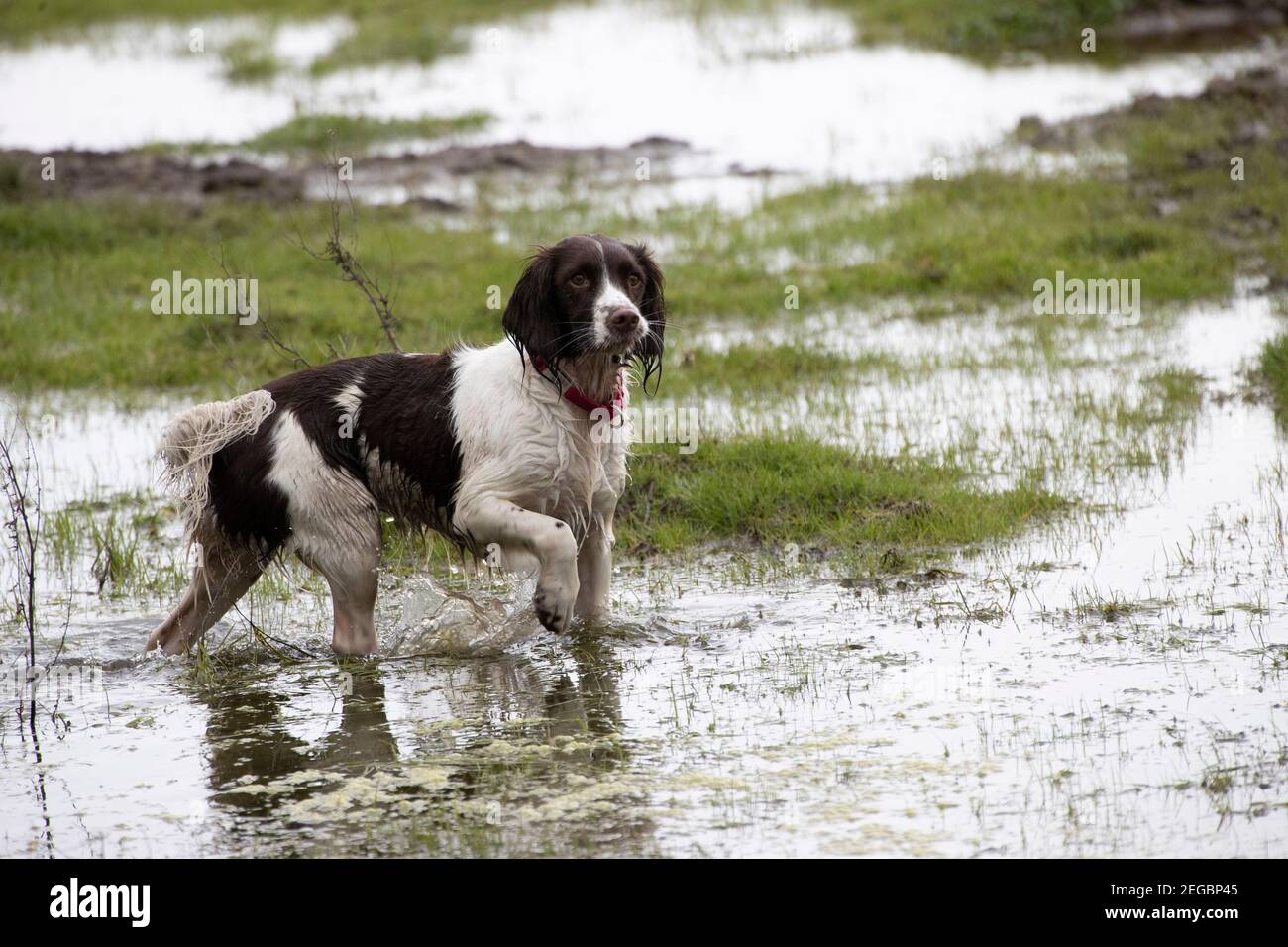 ENGLISH SPRINGER SPANIEL IN MUDDY WATER Stock Photo - Alamy