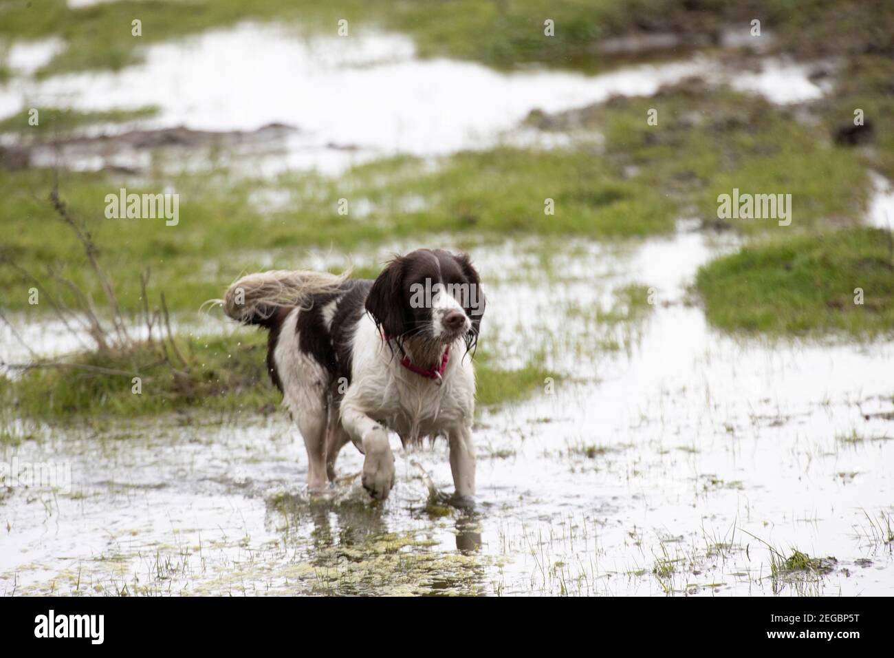 ENGLISH SPRINGER SPANIEL IN MUDDY WATER Stock Photo - Alamy