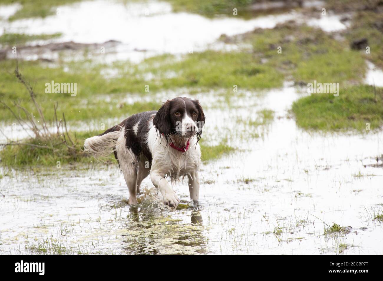 ENGLISH SPRINGER SPANIEL IN MUDDY WATER Stock Photo - Alamy