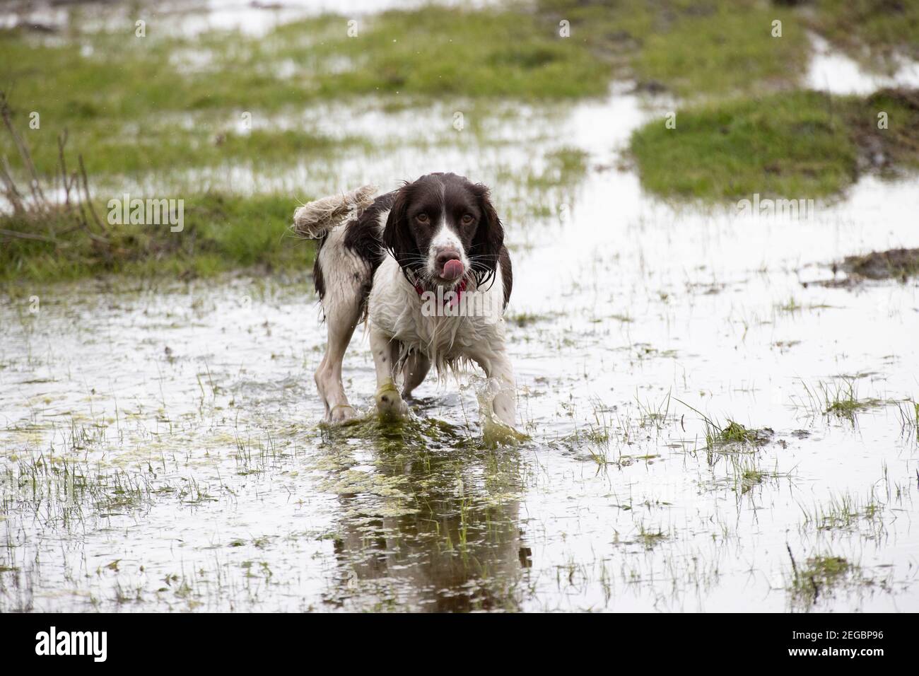 ENGLISH SPRINGER SPANIEL IN MUDDY WATER Stock Photo - Alamy
