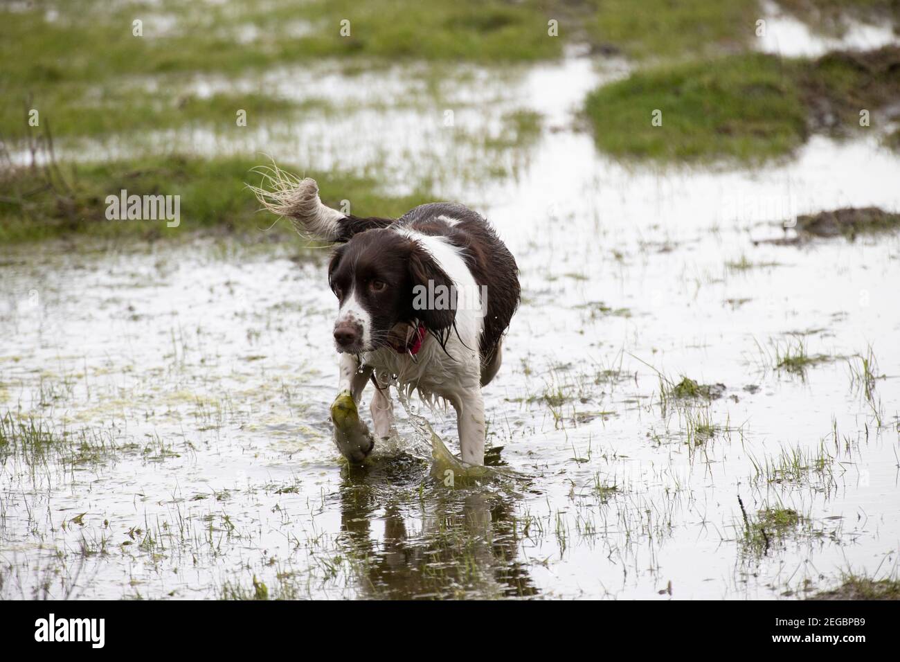 ENGLISH SPRINGER SPANIEL IN MUDDY WATER Stock Photo - Alamy