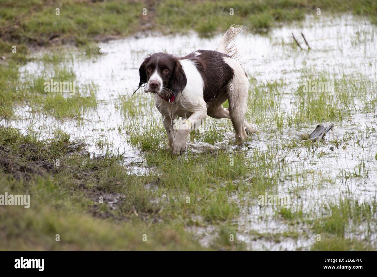ENGLISH SPRINGER SPANIEL IN MUDDY WATER Stock Photo - Alamy
