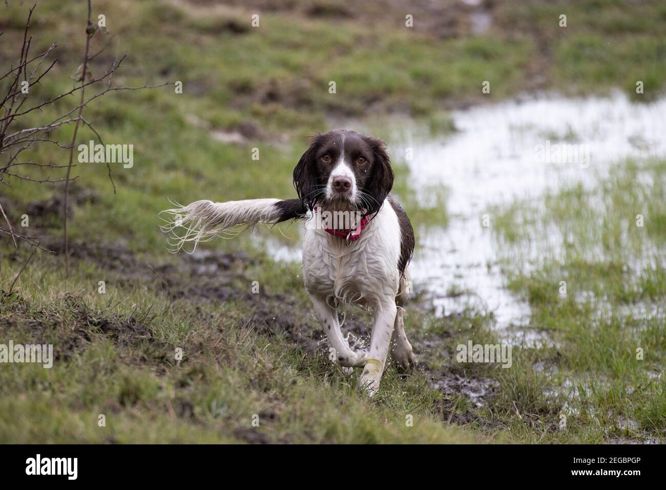 ENGLISH SPRINGER SPANIEL IN MUDDY WATER Stock Photo - Alamy