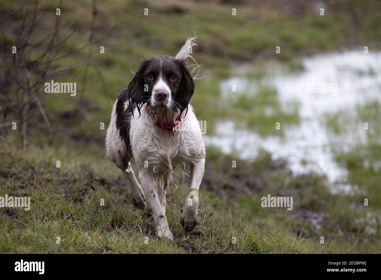 ENGLISH SPRINGER SPANIEL IN MUDDY WATER Stock Photo - Alamy