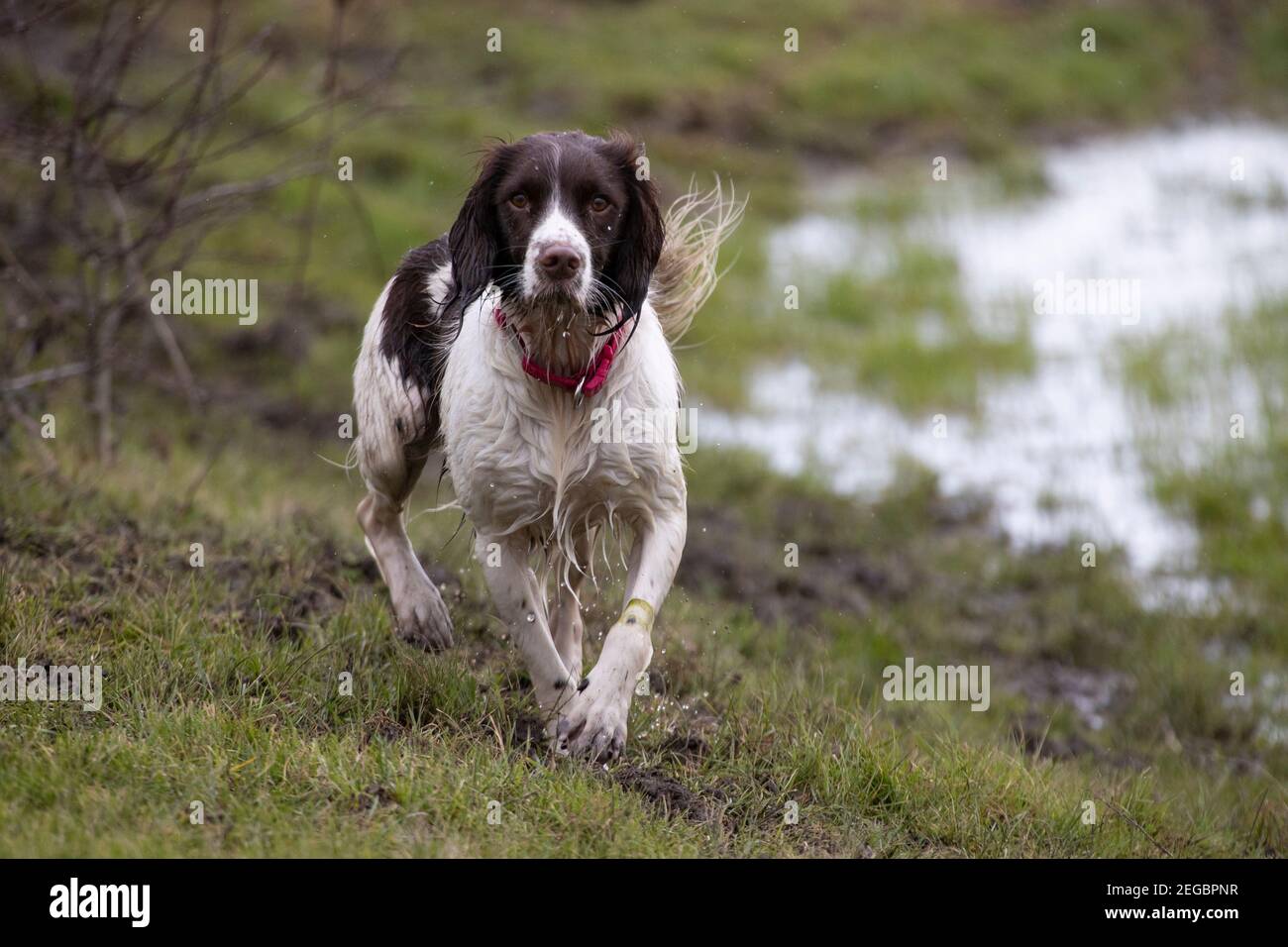 ENGLISH SPRINGER SPANIEL IN MUDDY WATER Stock Photo - Alamy