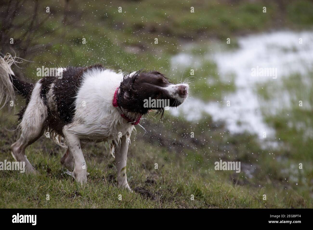 ENGLISH SPRINGER SPANIEL IN MUDDY WATER Stock Photo - Alamy