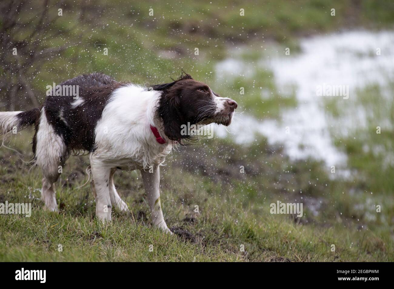ENGLISH SPRINGER SPANIEL IN MUDDY WATER Stock Photo - Alamy