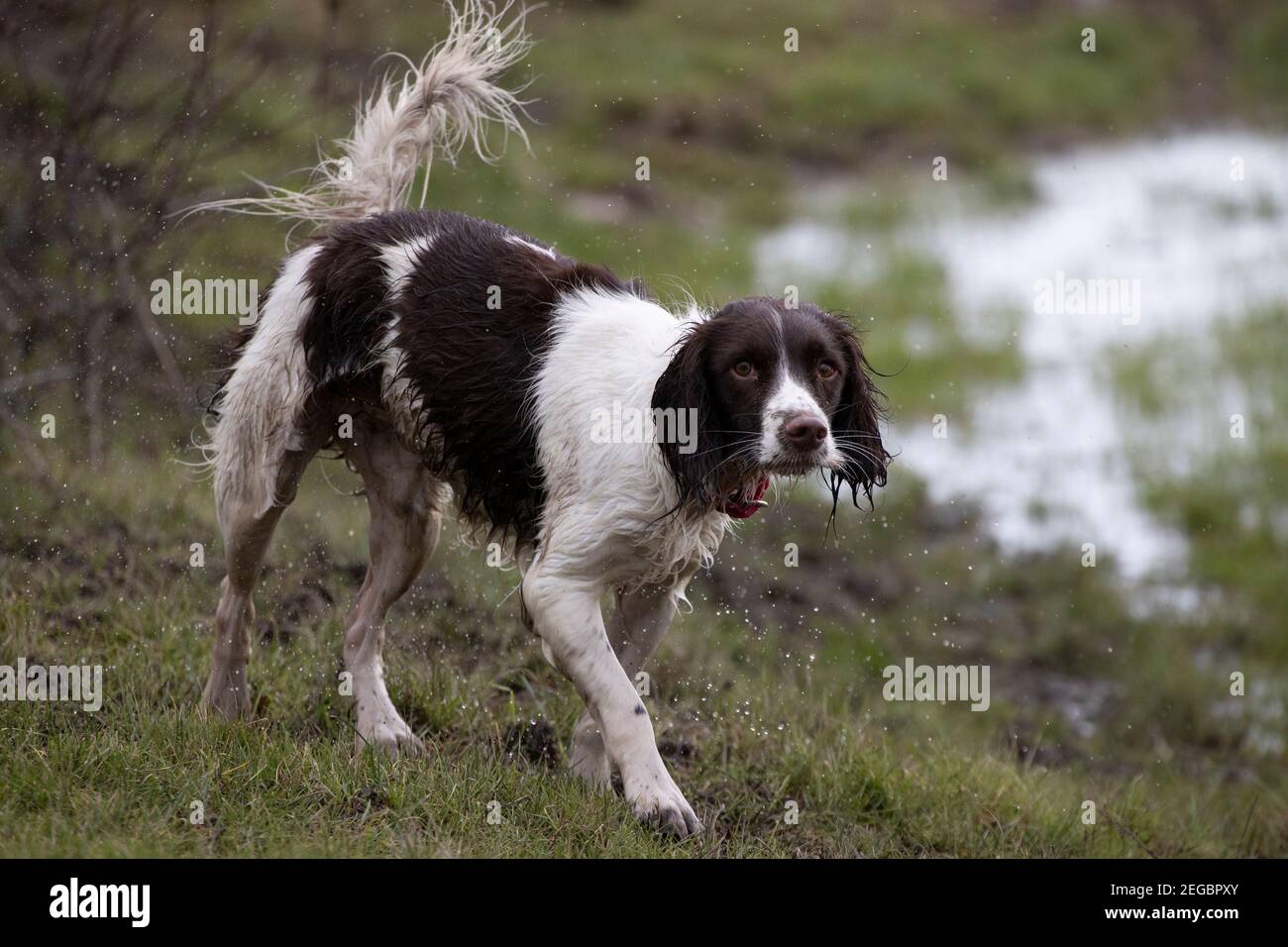ENGLISH SPRINGER SPANIEL IN MUDDY WATER Stock Photo - Alamy
