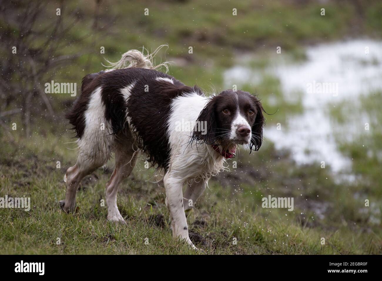 ENGLISH SPRINGER SPANIEL IN MUDDY WATER Stock Photo - Alamy