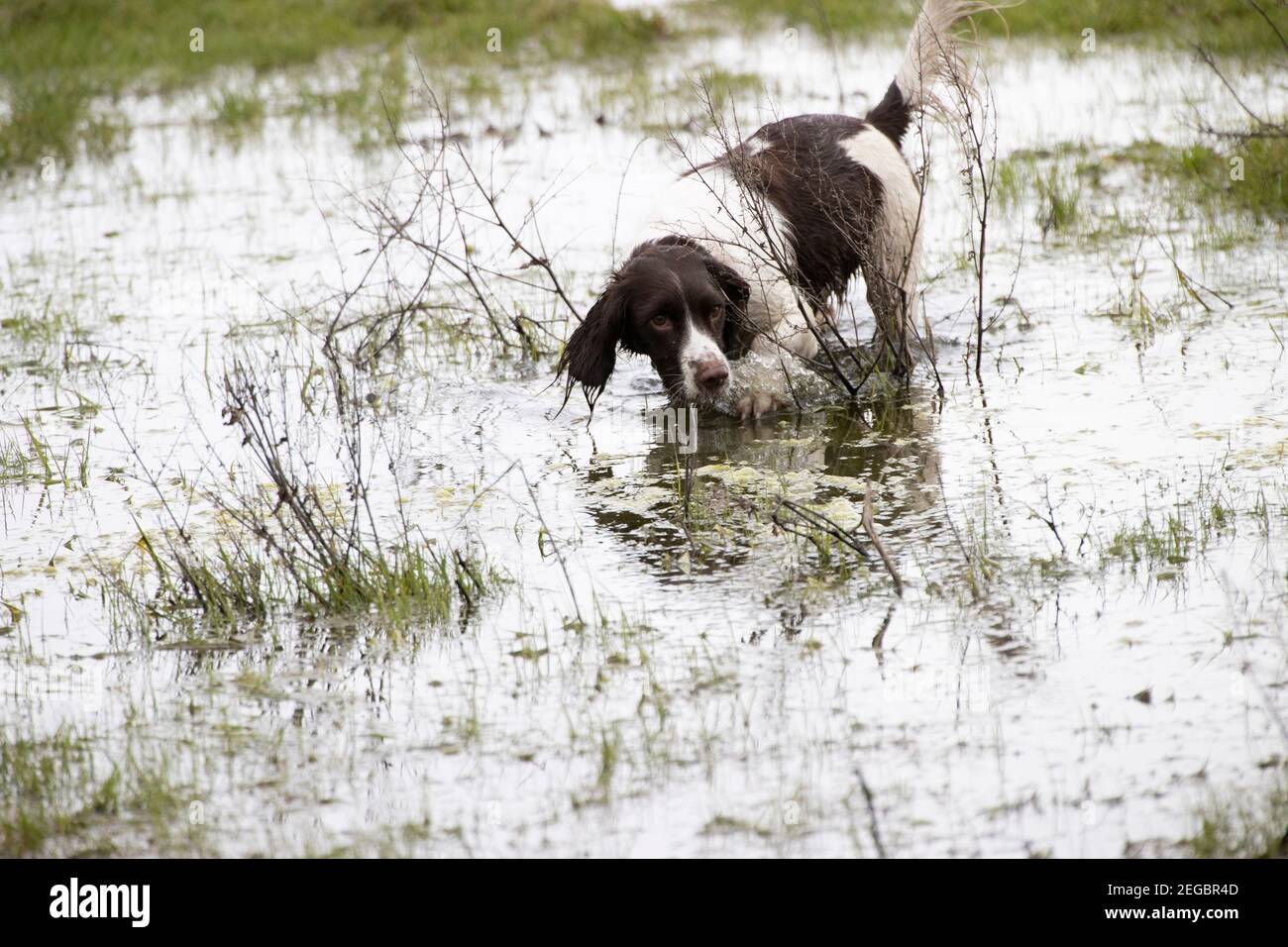 ENGLISH SPRINGER SPANIEL IN MUDDY WATER Stock Photo - Alamy