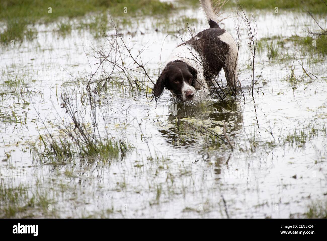 ENGLISH SPRINGER SPANIEL IN MUDDY WATER Stock Photo - Alamy
