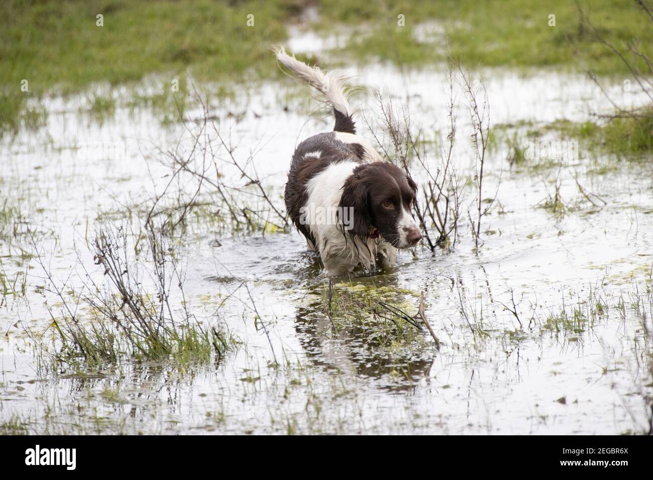 ENGLISH SPRINGER SPANIEL IN MUDDY WATER Stock Photo - Alamy