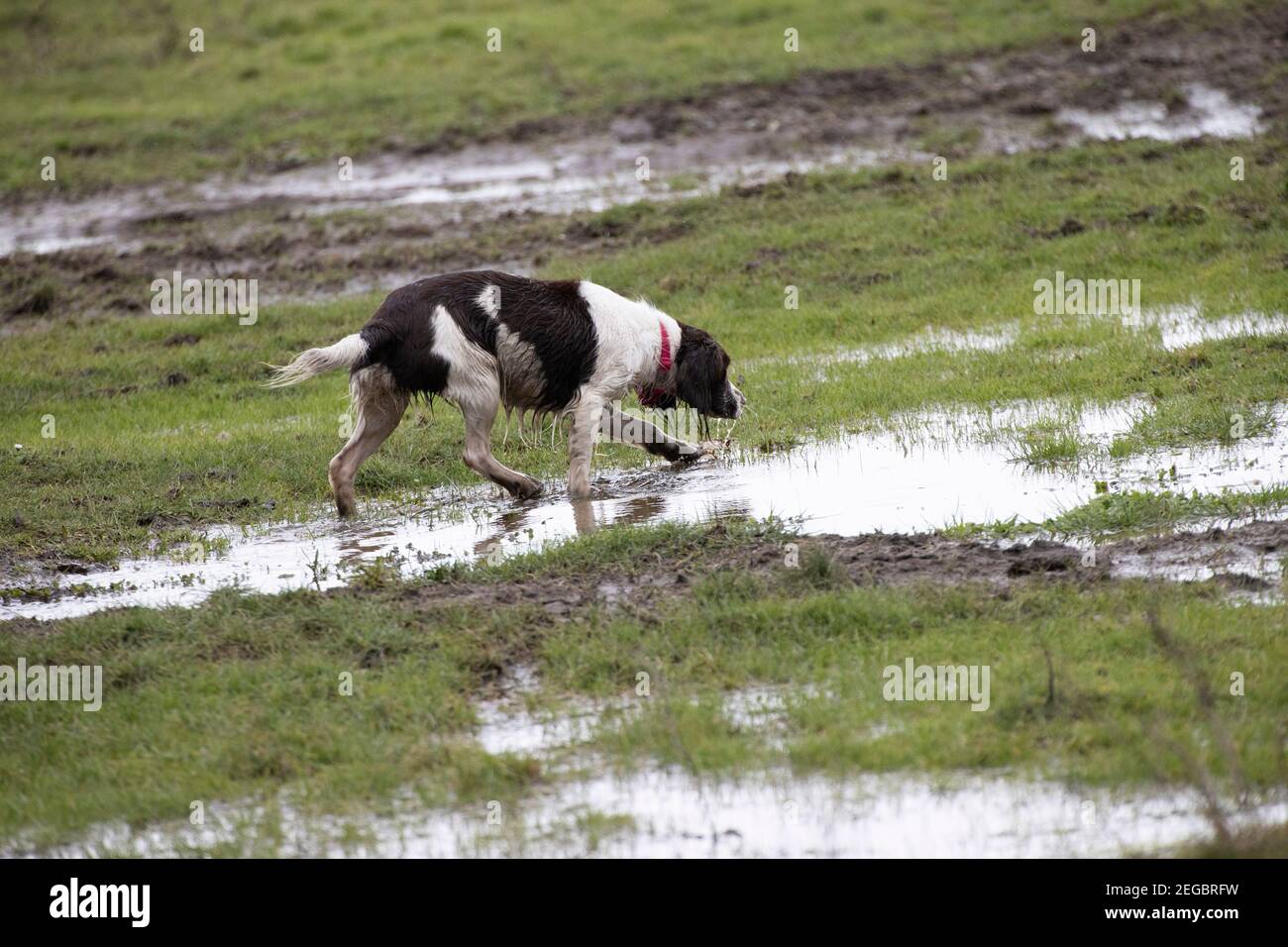 ENGLISH SPRINGER SPANIEL IN MUDDY WATER Stock Photo - Alamy