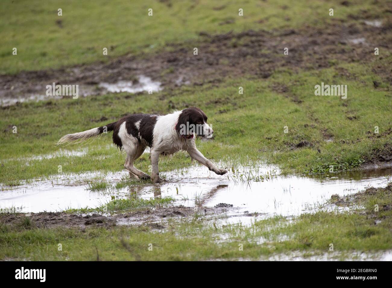 ENGLISH SPRINGER SPANIEL IN MUDDY WATER Stock Photo - Alamy