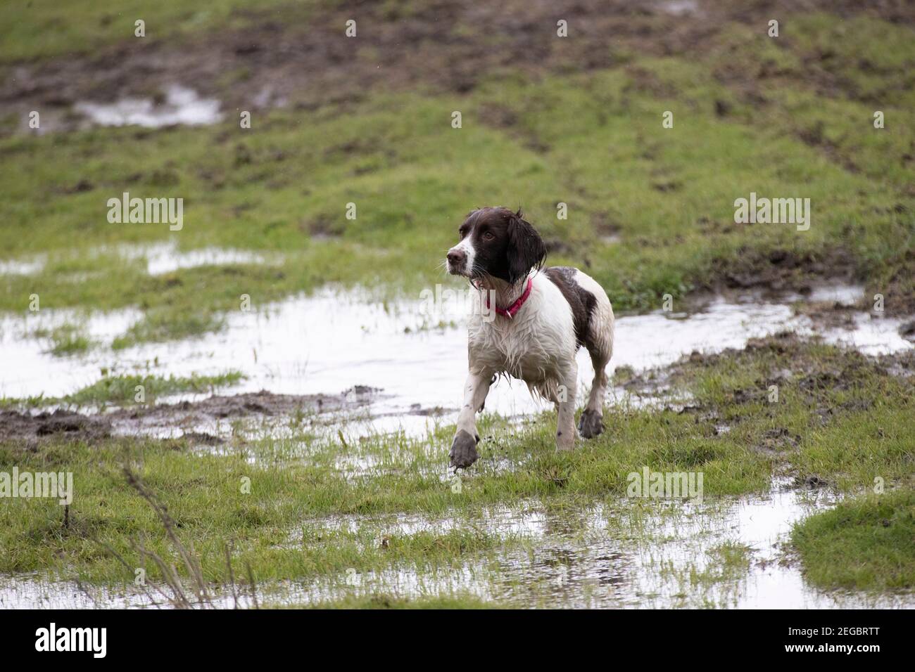 ENGLISH SPRINGER SPANIEL IN MUDDY WATER Stock Photo - Alamy