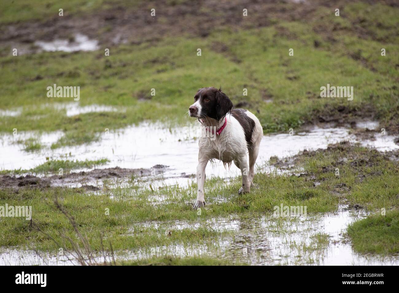 ENGLISH SPRINGER SPANIEL IN MUDDY WATER Stock Photo - Alamy