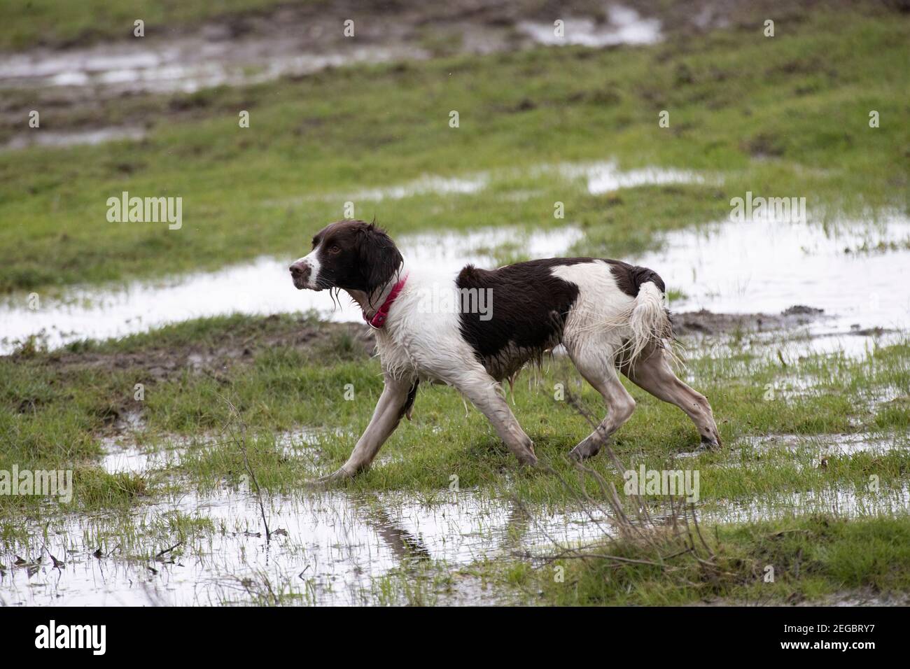 ENGLISH SPRINGER SPANIEL IN MUDDY WATER Stock Photo - Alamy