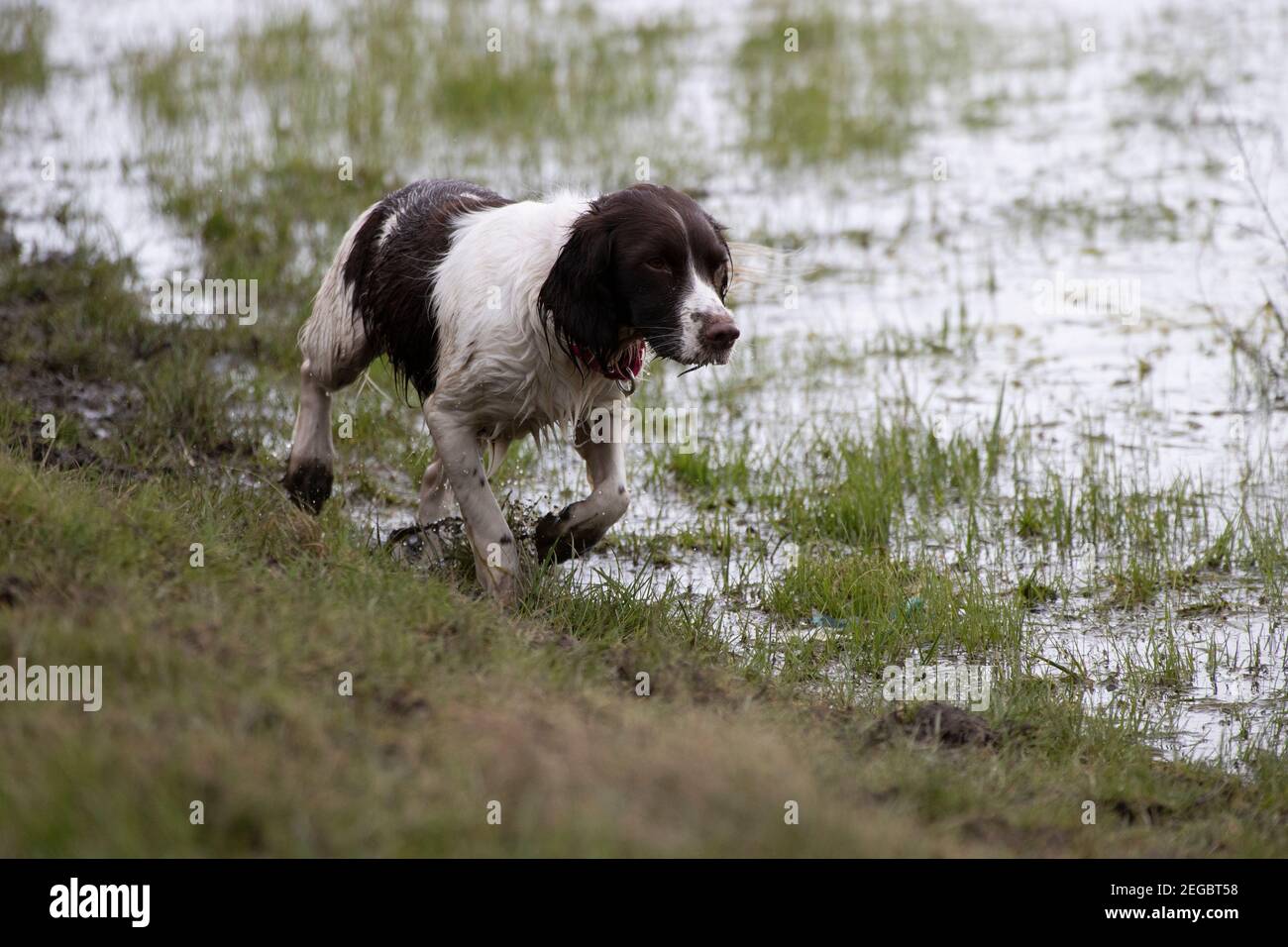 Spaniels in mud hi-res stock photography and images - Alamy