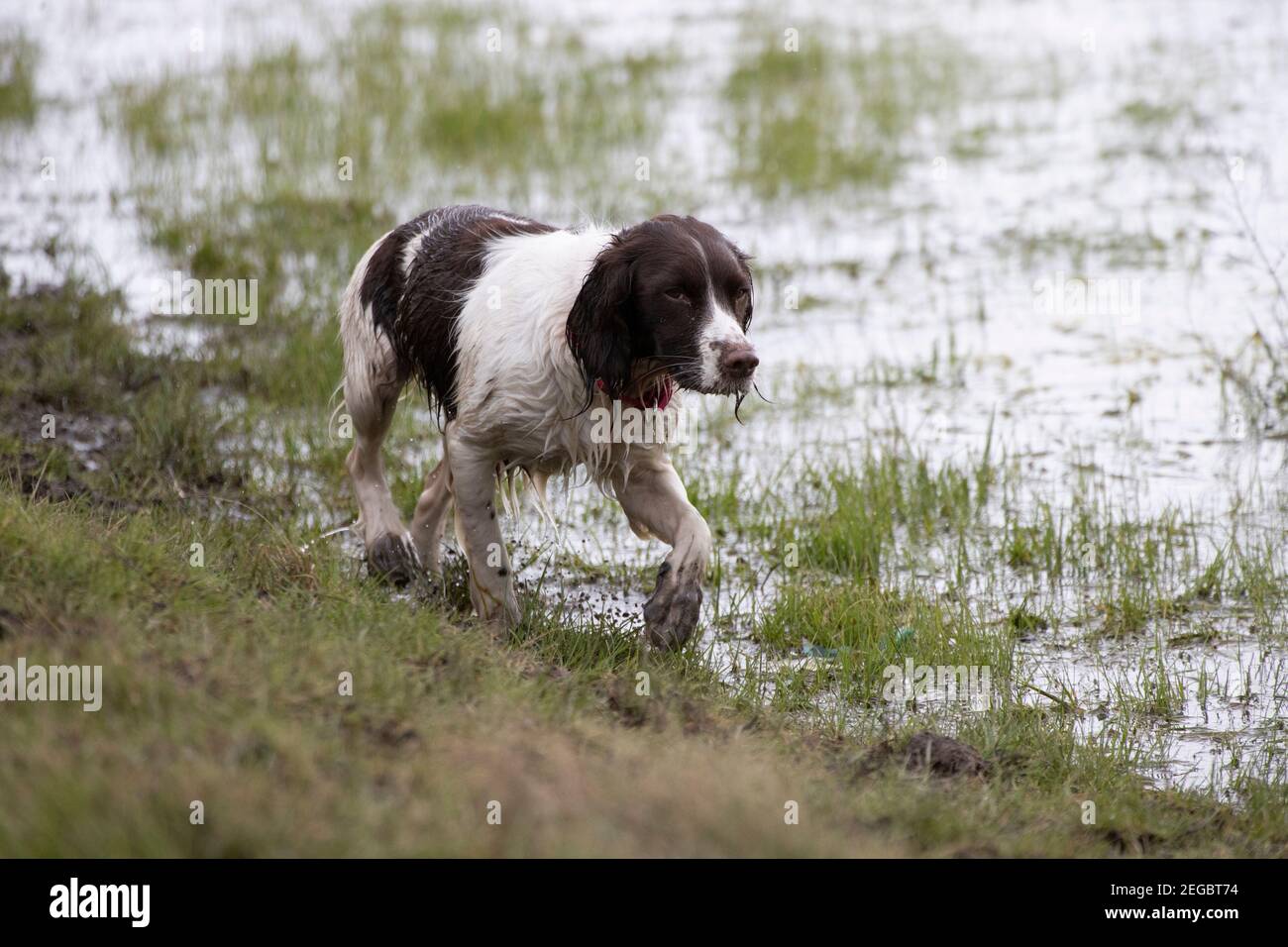 ENGLISH SPRINGER SPANIEL IN MUDDY WATER Stock Photo - Alamy