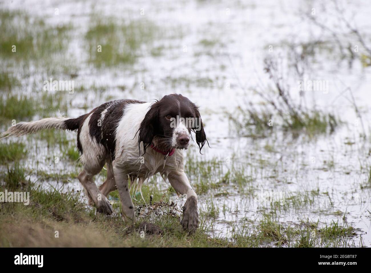 ENGLISH SPRINGER SPANIEL IN MUDDY WATER Stock Photo - Alamy