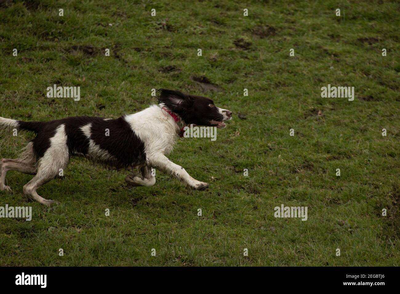 ENGLISH SPRINGER SPANIEL IN MUDDY WATER Stock Photo - Alamy