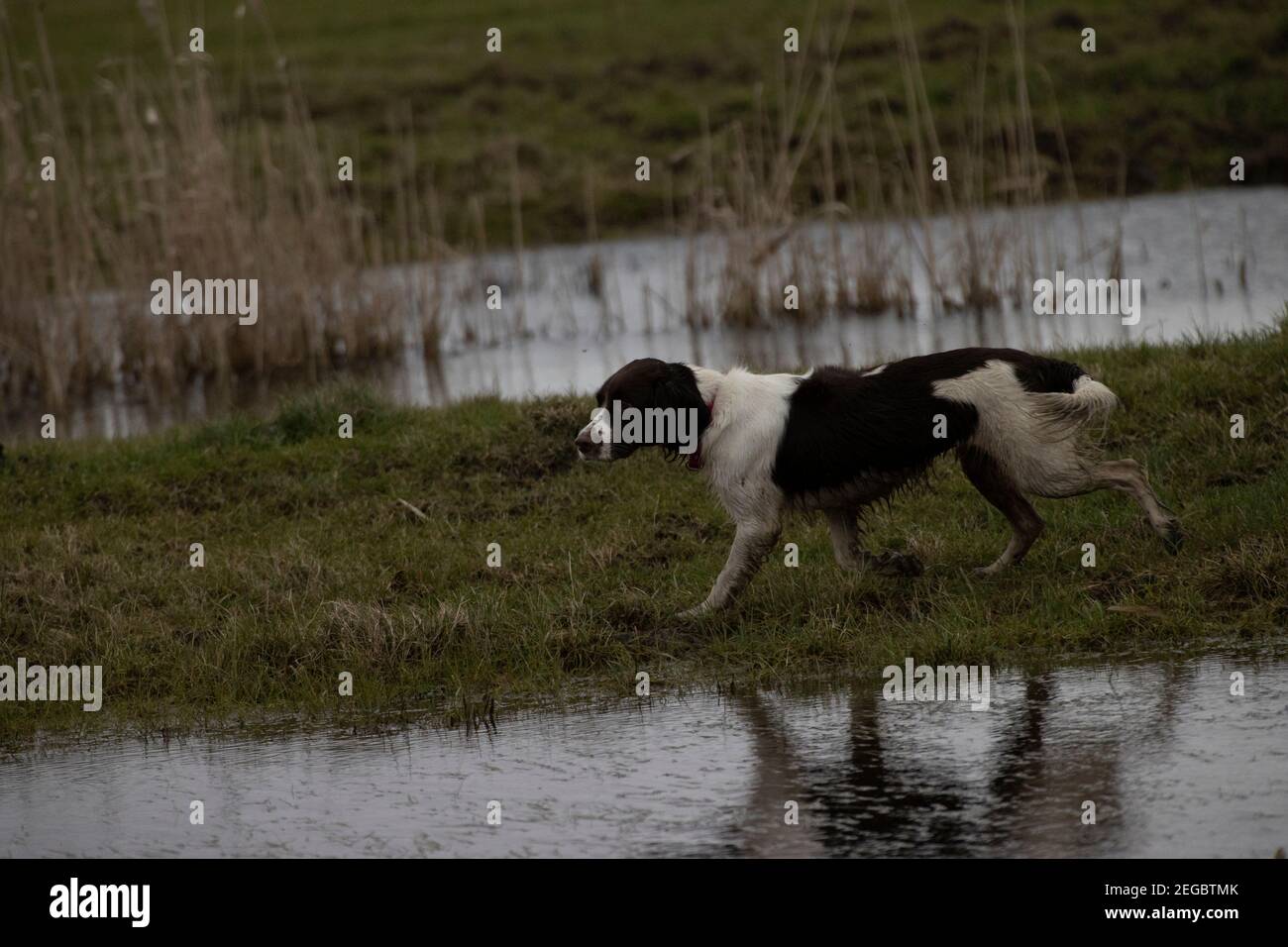 ENGLISH SPRINGER SPANIEL IN MUDDY WATER Stock Photo - Alamy