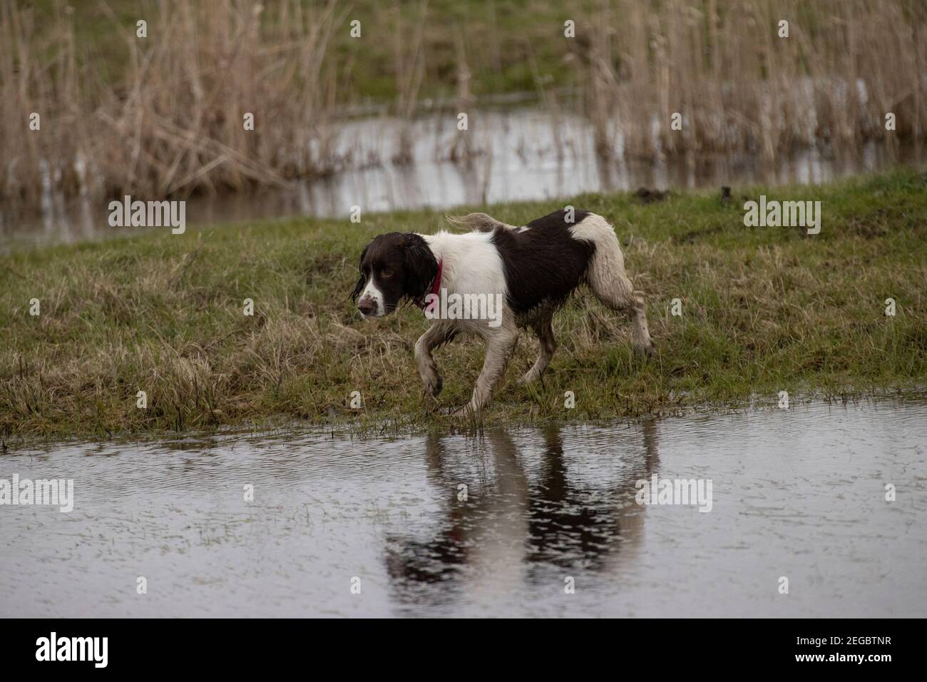 ENGLISH SPRINGER SPANIEL IN MUDDY WATER Stock Photo - Alamy