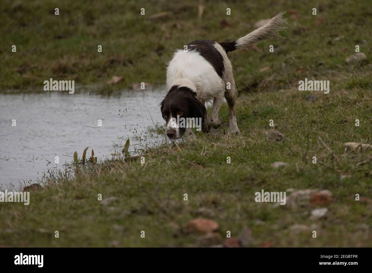 Spaniels in mud hi-res stock photography and images - Alamy