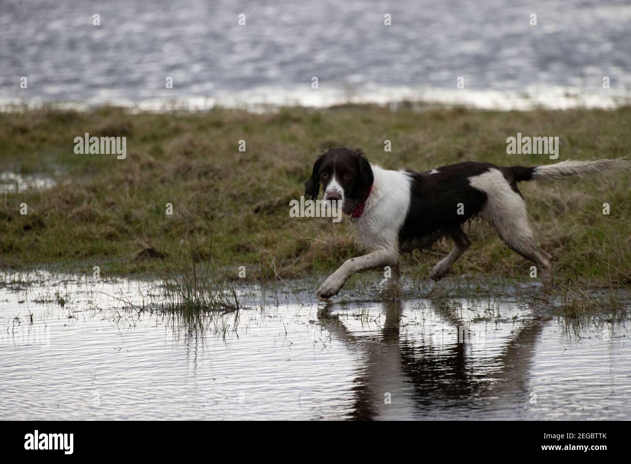 ENGLISH SPRINGER SPANIEL IN MUDDY WATER Stock Photo - Alamy