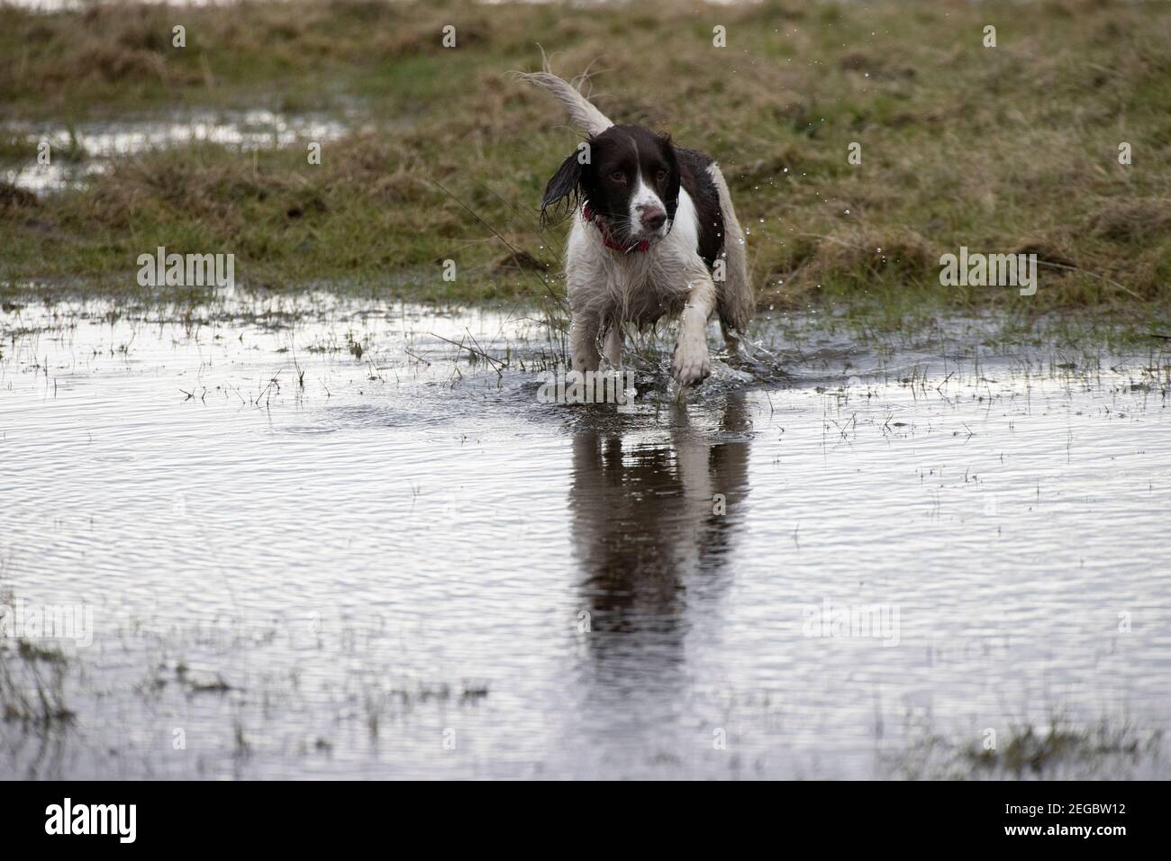 ENGLISH SPRINGER SPANIEL IN MUDDY WATER Stock Photo - Alamy